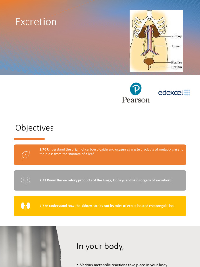 Excretion Presentation Pdf