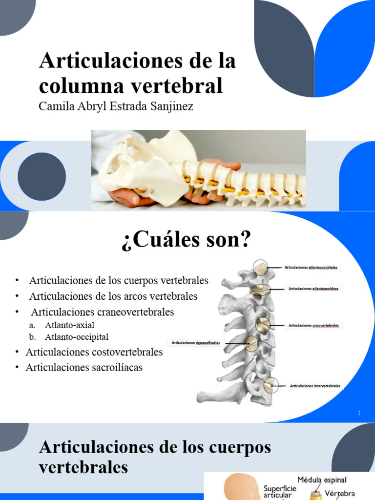 Articulaciones de La Columna Vertebral | PDF | La columna vertebral | Articulación