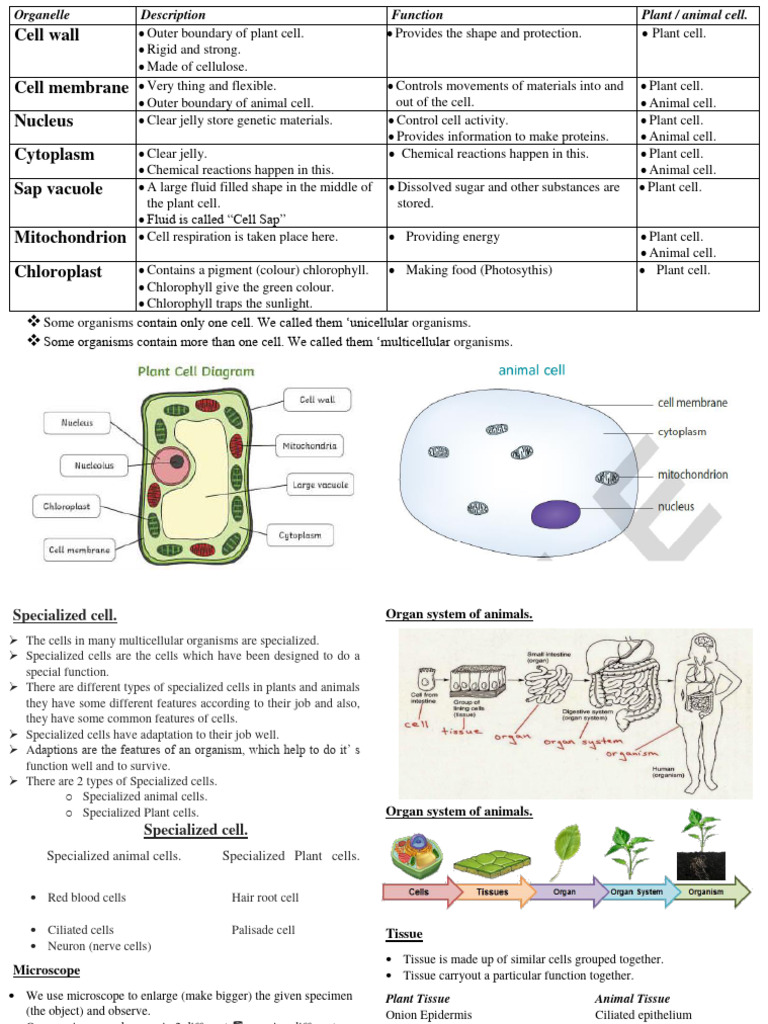 1 Cells | PDF | Cell (Biology) | Plants
