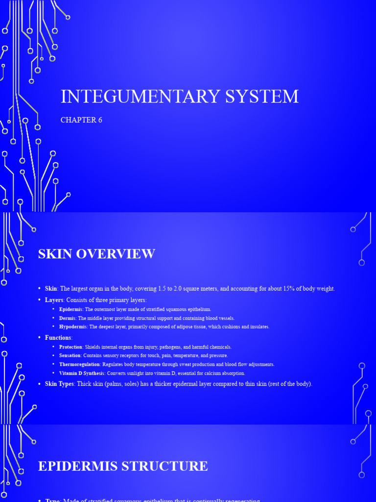 Integumentary System: Skin Overview | PDF | Epidermis | Integumentary ...
