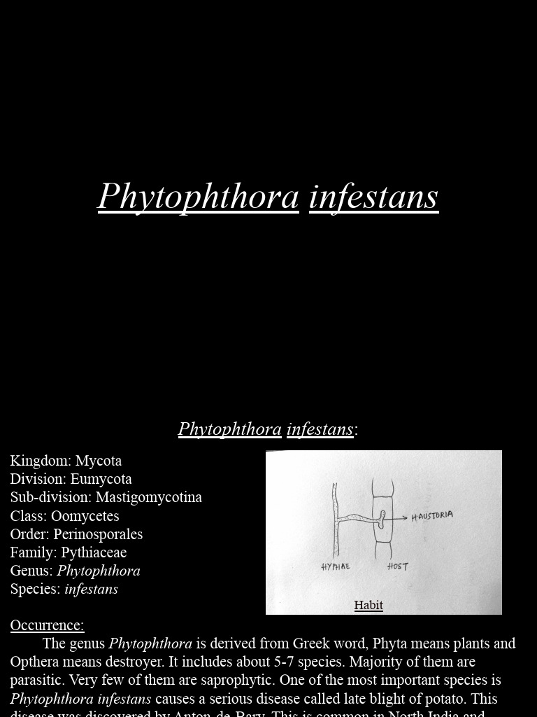 Phytophthora Infestans | PDF | Fungus | Mycology