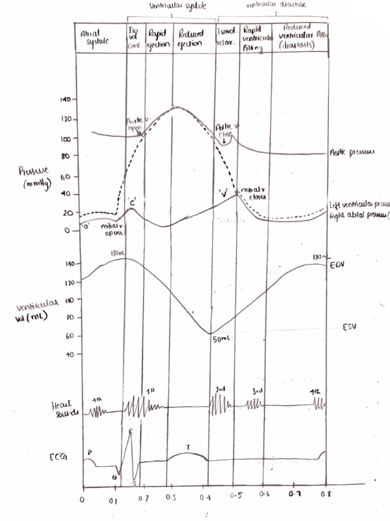 Cardiac Cycle Diagram | PDF