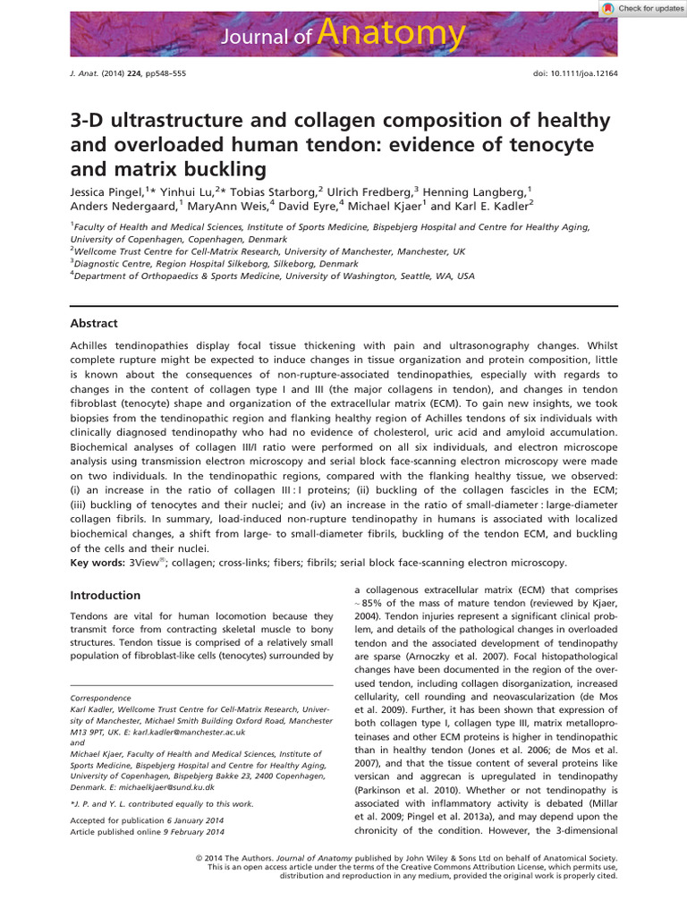 Journal of Anatomy - 2014 - Pingel - 3 D Ultrastructure and Collagen ...