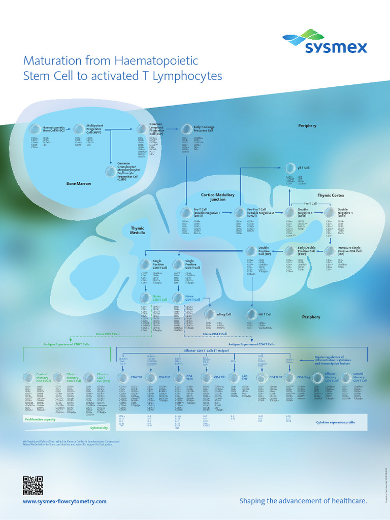 Sysmex - Flowcytometry - Poster - Maturation From Haematopoietic Stem ...