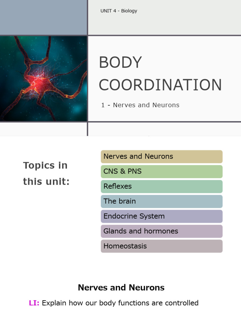 1 - Nerves and Neurons | PDF | Neuron | Synapse