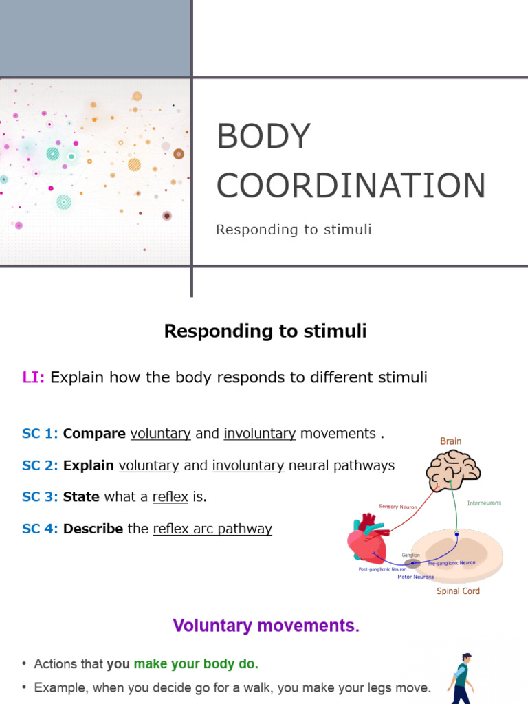 4 - Responding To Stimuli | PDF | Nervous System | Stimulus (Physiology)