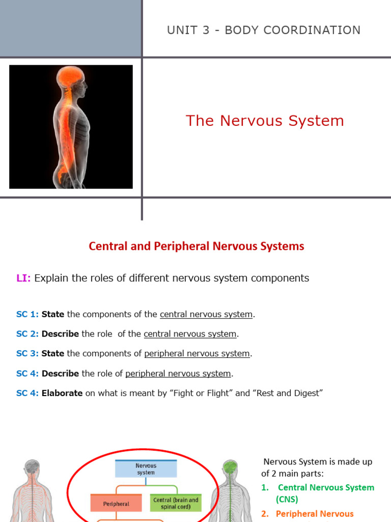 2 - The Nervous System | PDF | Nervous System | Central Nervous System