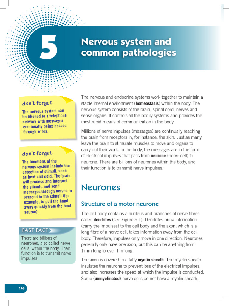Nervous System and Common Pathologies | PDF | Neuron | Axon