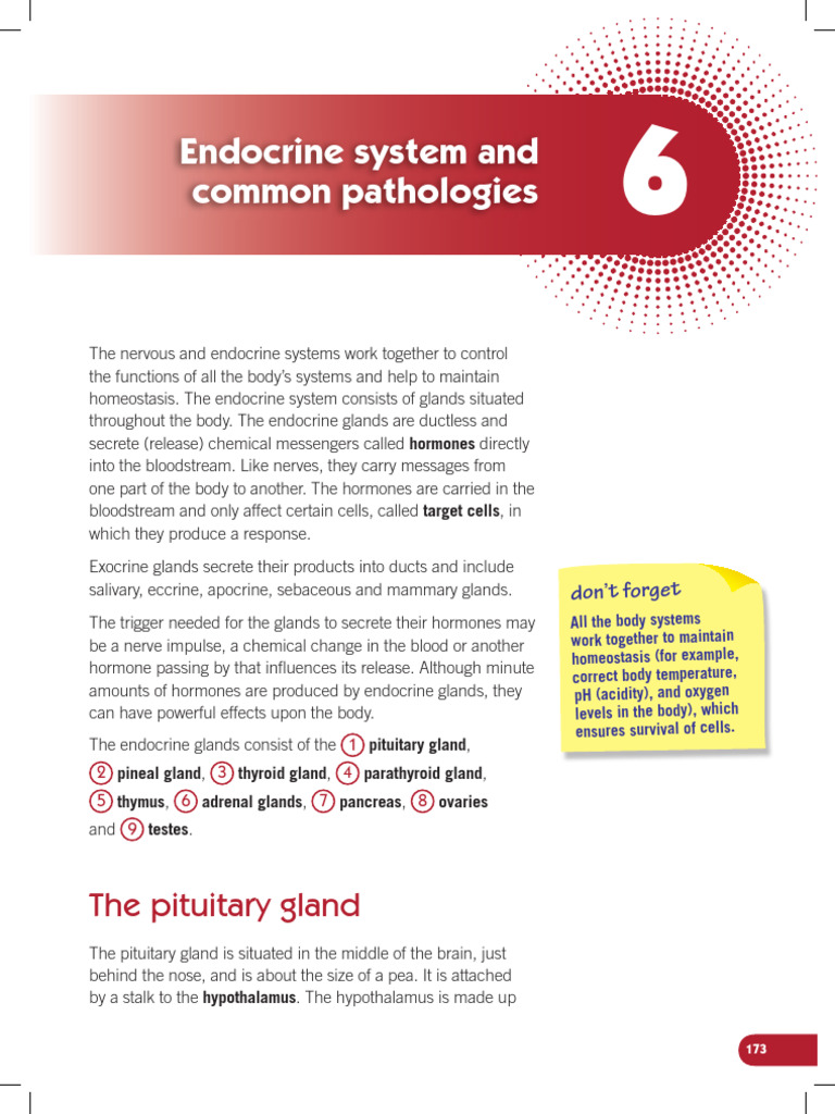 Endocrine System and Common Pathologies | PDF | Endocrine System ...