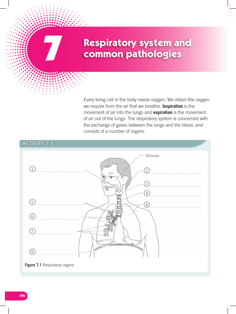 Respiratory System and Common Pathologies | PDF | Respiratory Tract ...