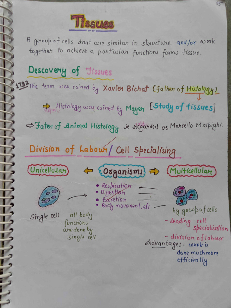 Tissues 9th (By Shamshad) | PDF | Epithelium | Tissue (Biology)