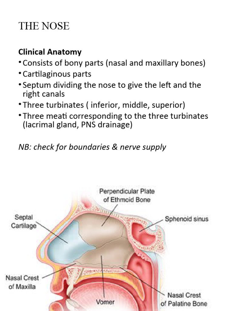 NOSE | PDF | Human Nose | Allergy
