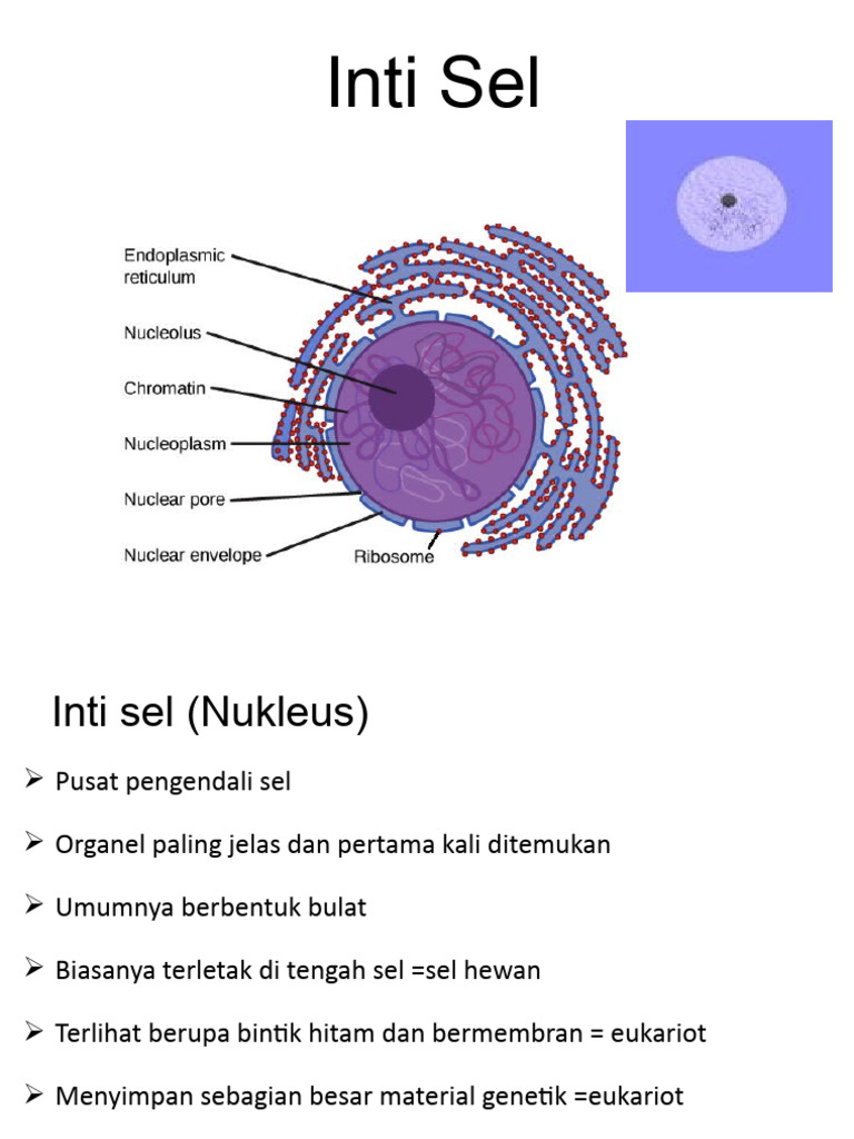 Biosel Pert 3 - Inti Sel | PDF
