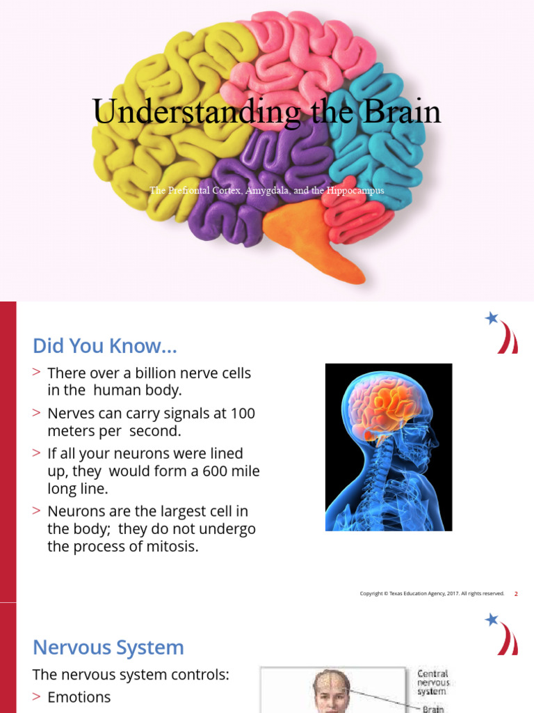 Brain Power | PDF | Neuron | Nervous System