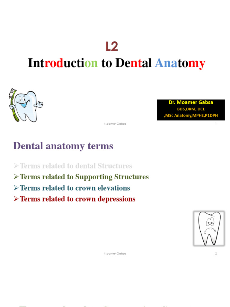 L2 Introduction To Dental Anatomy - 2 | PDF | Dental Anatomy | Human Tooth