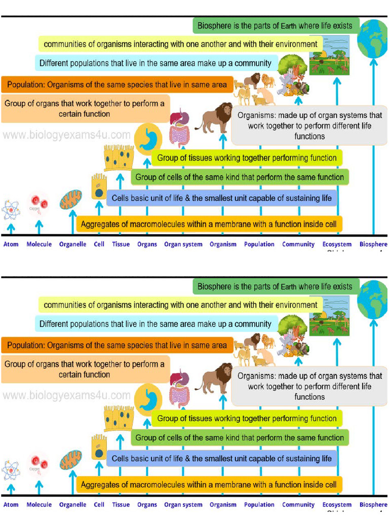 Activity Sheet 7 | PDF
