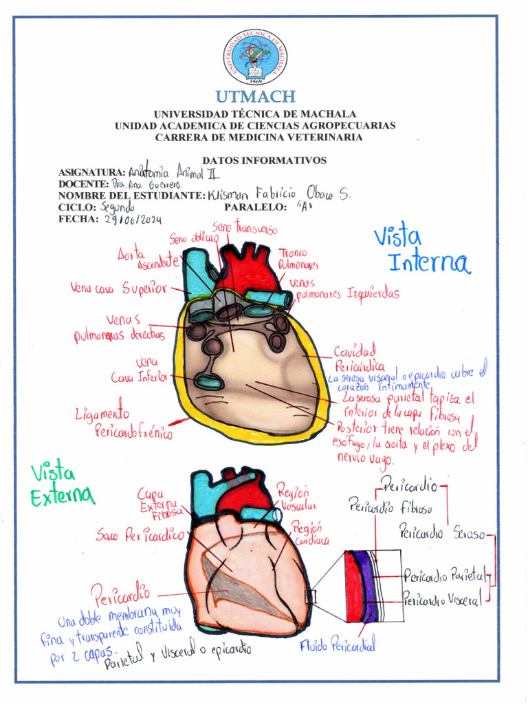 El Corazon, Pericardio | PDF