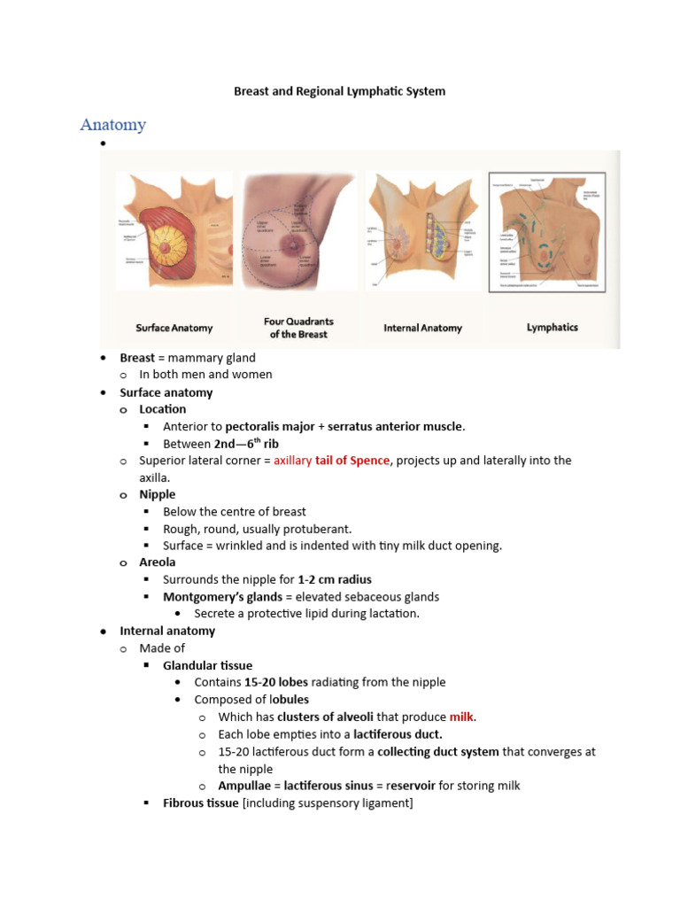 Week 10-Breast + Lymphatic Notes | PDF | Breast | Nipple