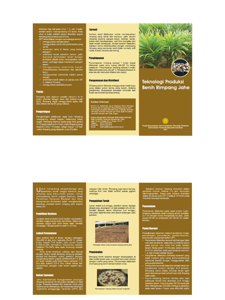 Teknologi Produksi Benih Rimpang Jahe | PDF