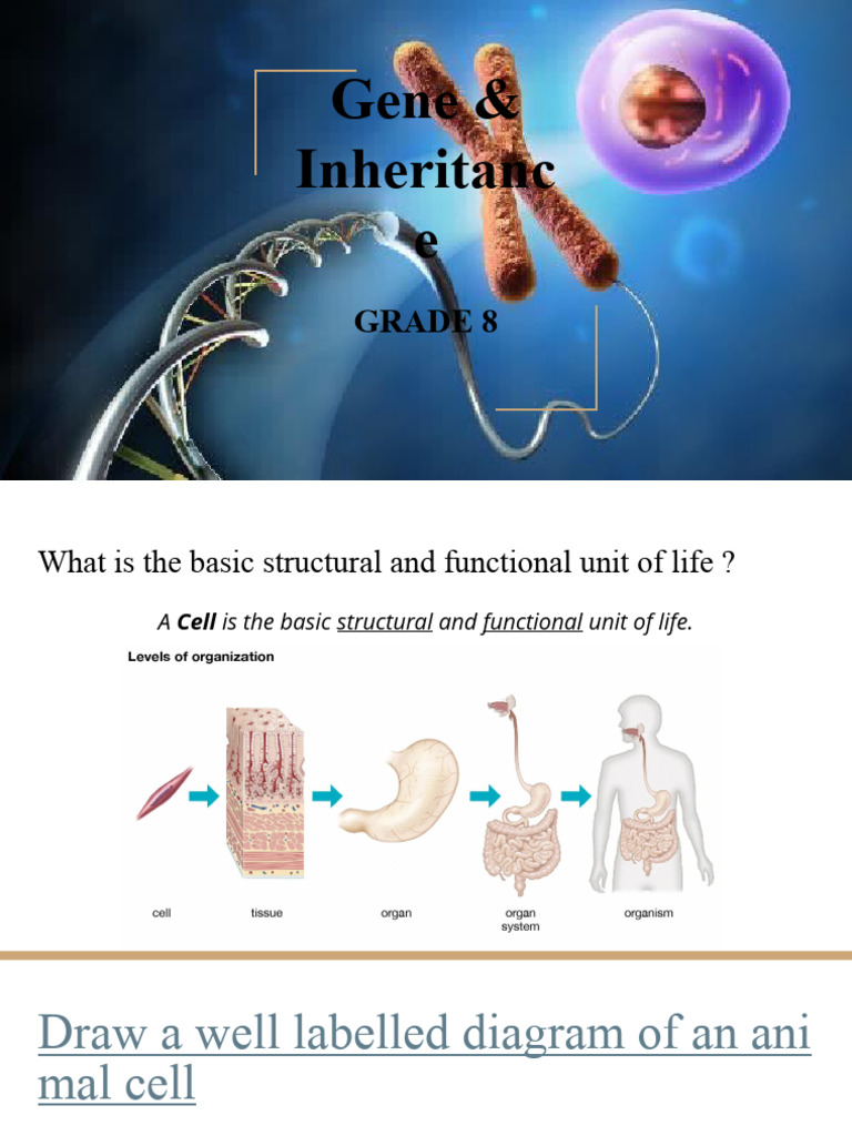 Gene & Inheritance-Grd 8 | PDF | Gene | Genetics