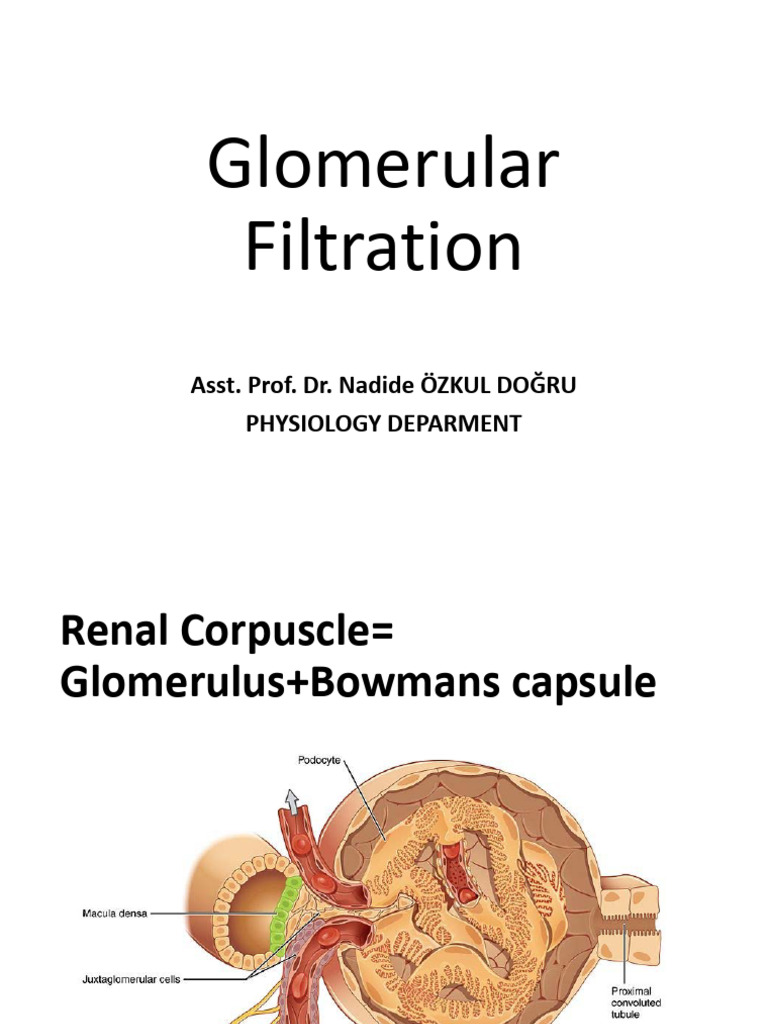 11 Nadide Özkul Glomerular Filtration | PDF | Kidney | Urinary System