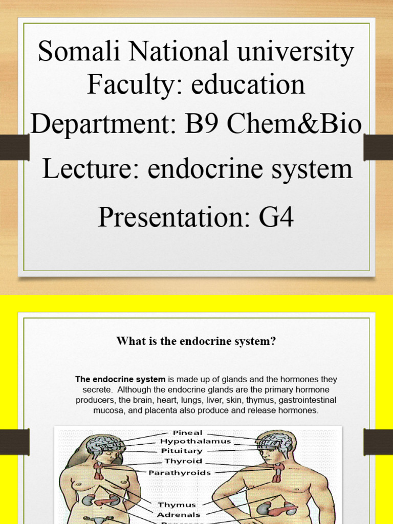 Endocrine System, Group4 | PDF | Endocrine System | Hormone