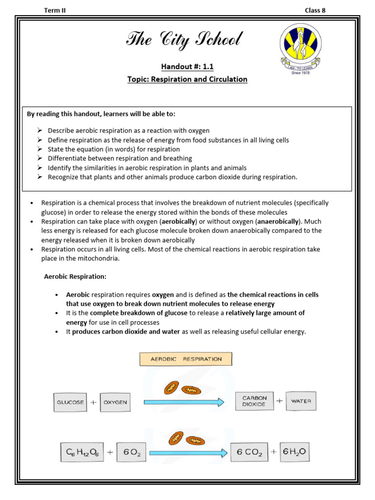 Handout 1.1 | PDF | Cellular Respiration | Breathing