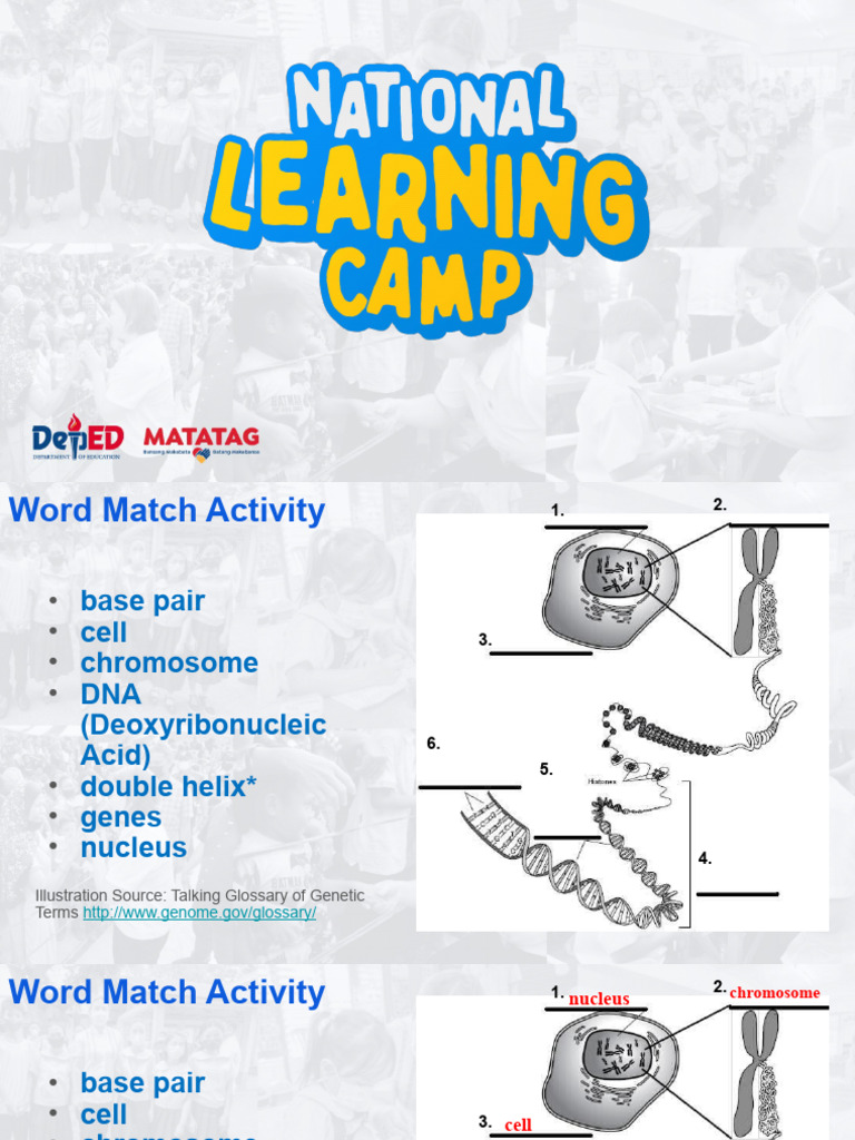 Lesson8 - Genes, DNA, and Chromosomes | PDF | Gene | Genetics