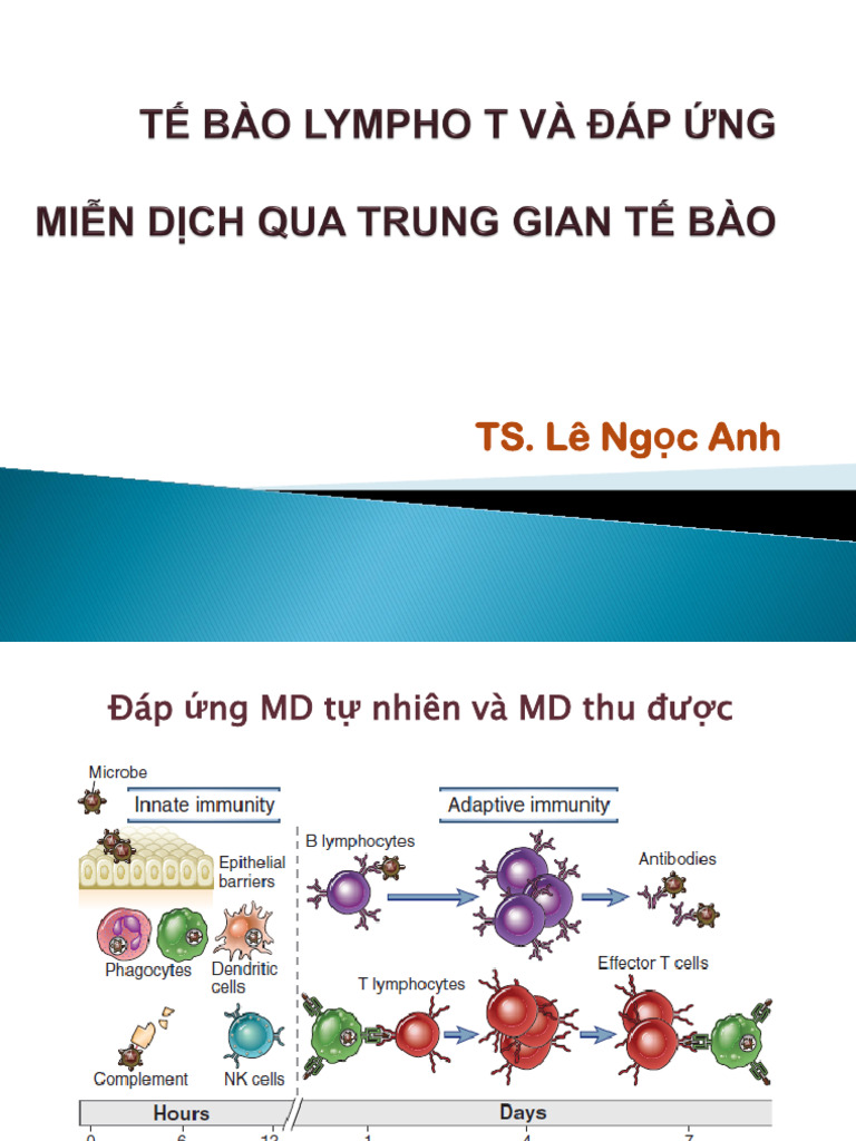 BG. Lympho T - MDTB | PDF