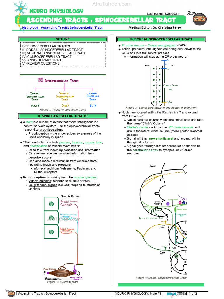 Ascending Tracts Spinocerebellar Tract Atf | PDF | Neuroanatomy | Neuroscience