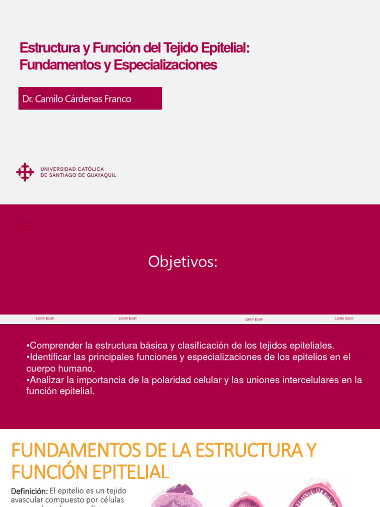 Estructura y Función Del Tejido Epitelial | PDF | Epitelio | Histología