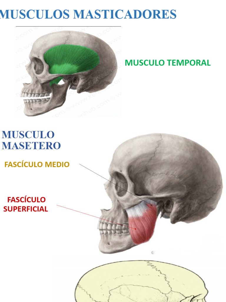 Musculos Masticadores | PDF | Músculo | Anatomía