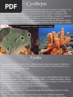 Raznovrsnost Dupljara-Prezentacija | PDF