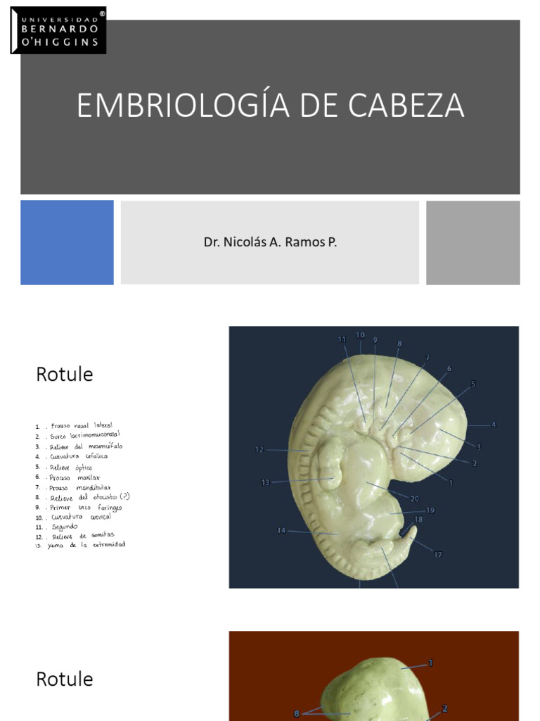Lab 01 HE, Embrio Cabeza | PDF | Sistema esquelético | Otorrinolaringología
