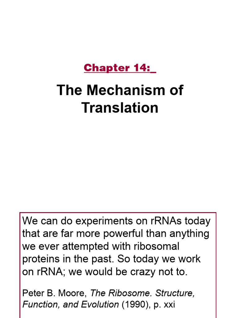 Lecture 19.the Mechanism of Translation | PDF | Ribosome | Ribosomal Rna