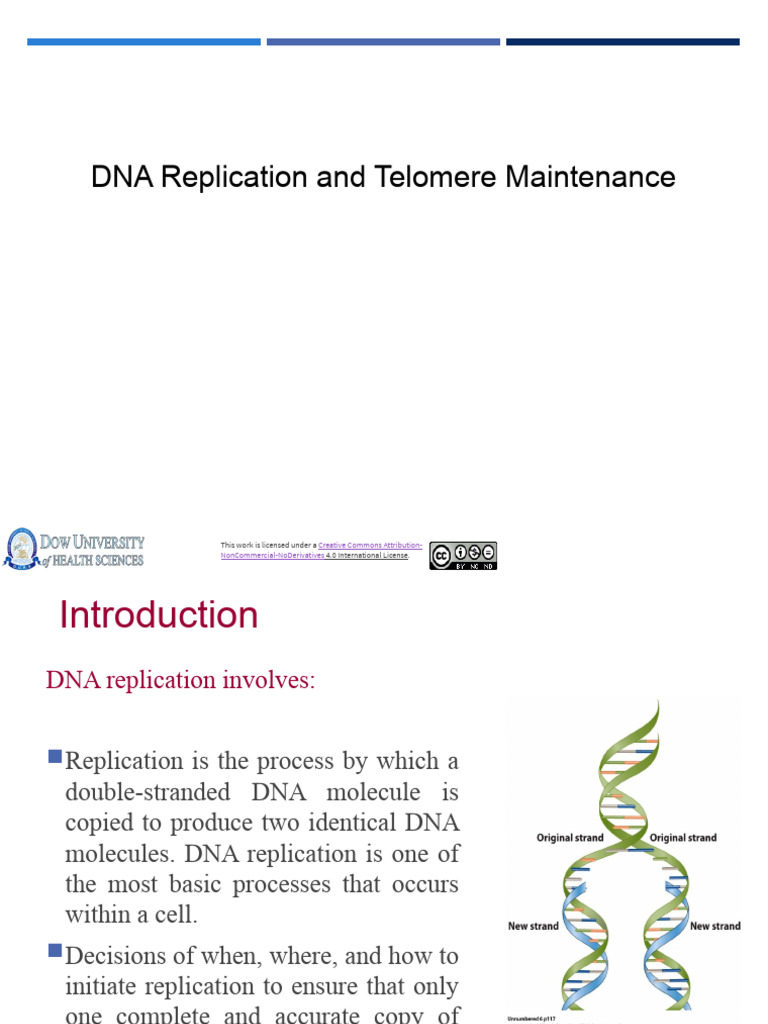 Lecture 10. DNA Replication and Telomere Maintenance 1 | PDF | Dna ...