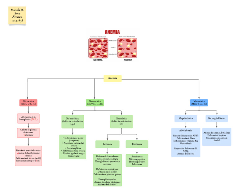Tipos de Anemia y Sus Causas | PDF | Hematología | Enfermedades y ...