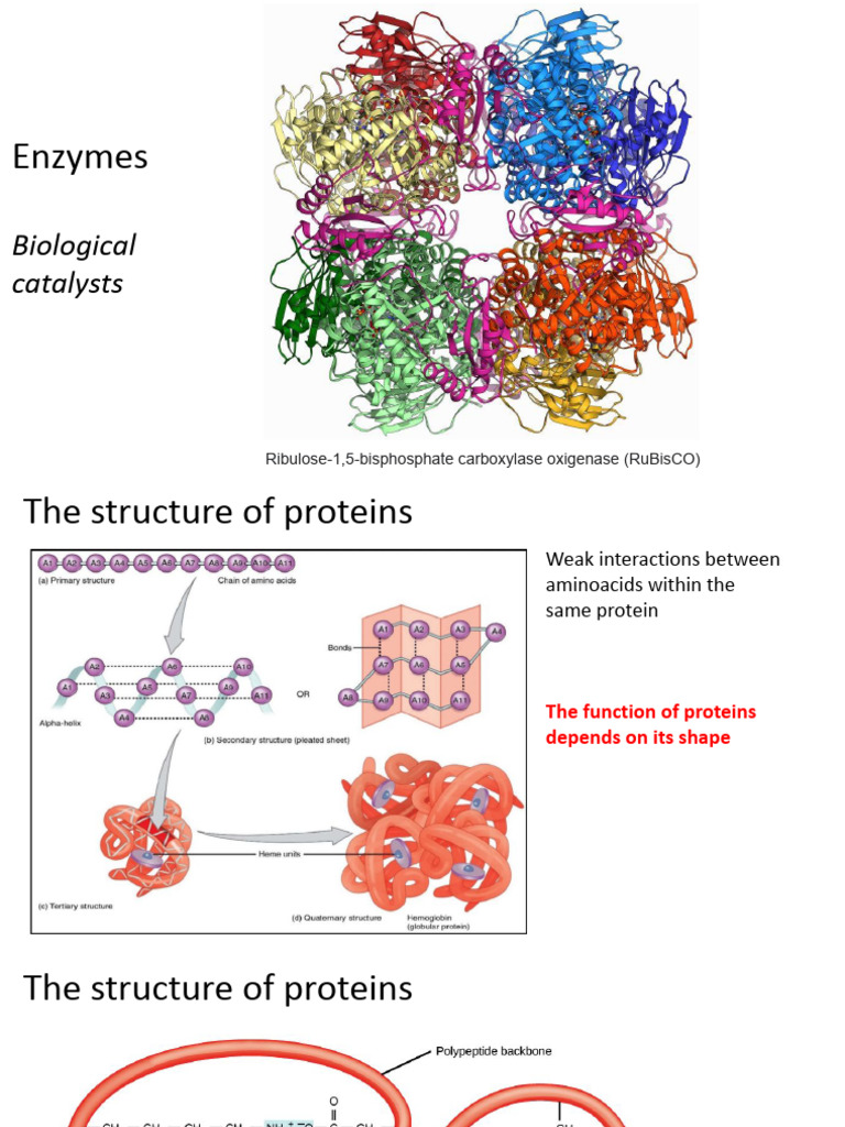 Chapter 5 Enzymes | PDF | Enzyme | Chemistry