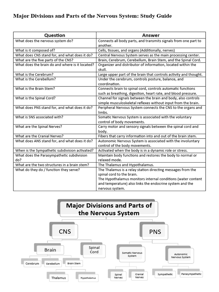 Nervous System Endocrine System and Nervous System Q3 Summative Test 1 ...