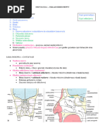 A. Przystańska - Anatomia - Jama Nosowa I Zatoki Przynosowe | PDF