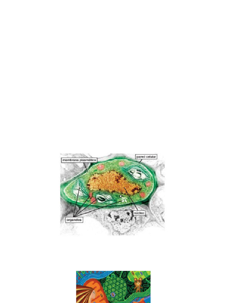 Modelo de Ser Vivo | PDF