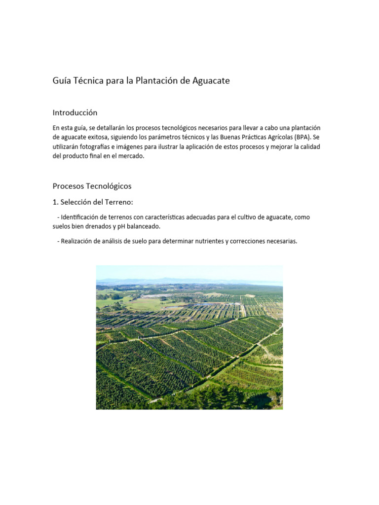 Guía Técnica para La Plantación de Aguacate | PDF | Agricultura | Riego