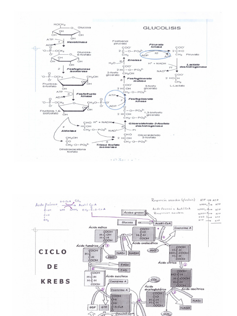 Glucolisis y Ciclo de Krebs | PDF