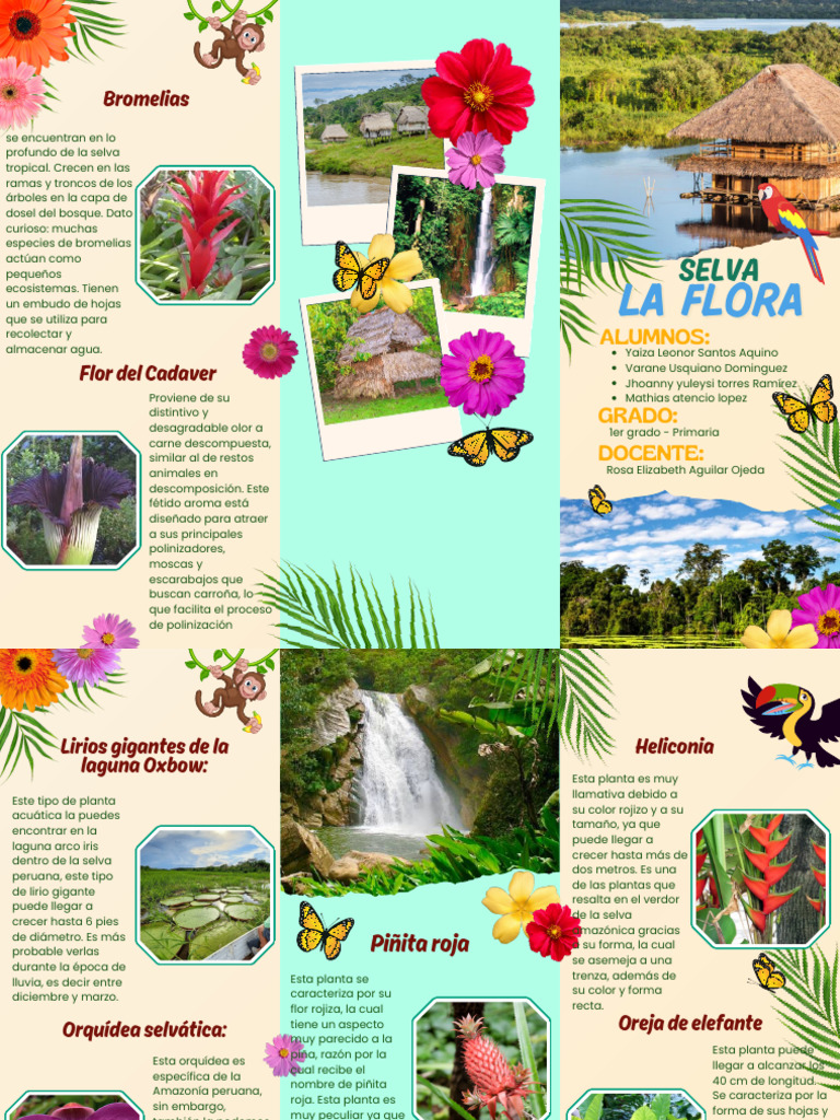 Nombres De Plantas De La Selva Árboles Centenarios: La Memoria De Los