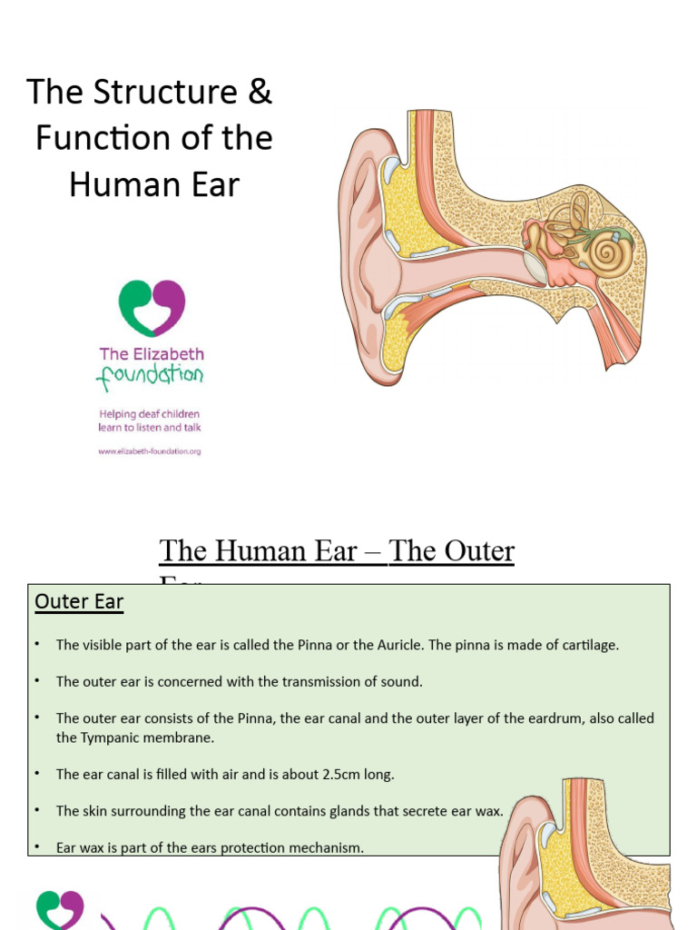 Lesson 1 The Human Ear Structure and Function Lesson | PDF | Ear | Auditory System