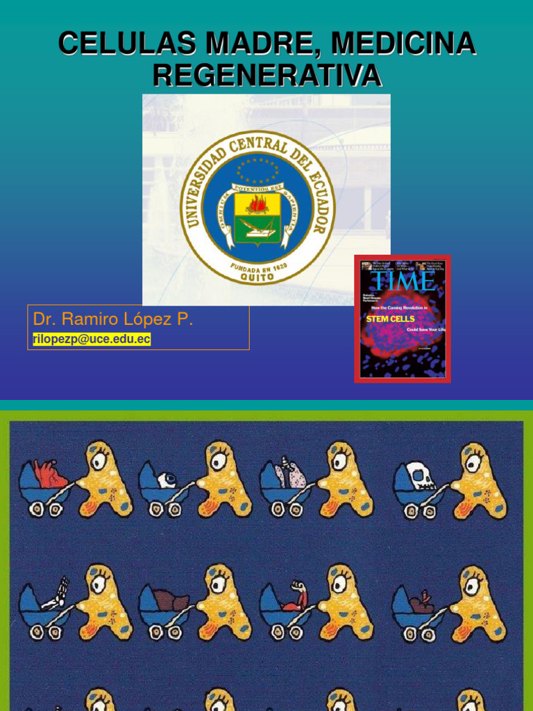 C4 Células Madre Medicina Regenerativa | PDF | Célula madre | Potencia ...