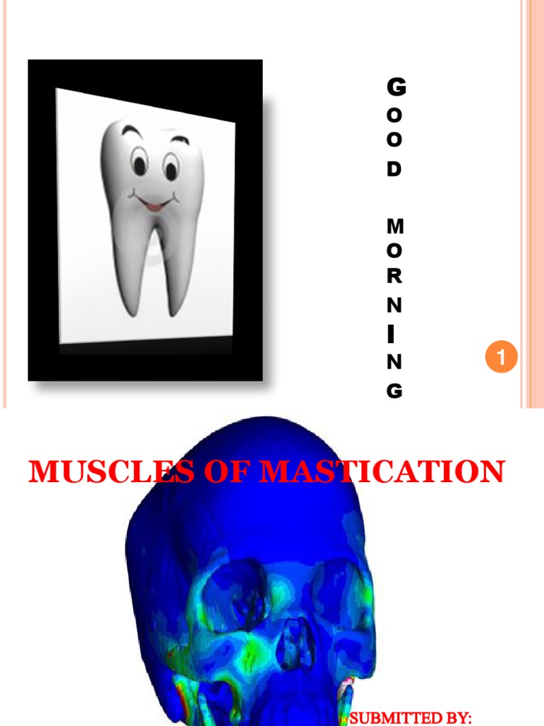 Anatomy of Mastication Muscles | PDF | Soft Tissue | Human Anatomy