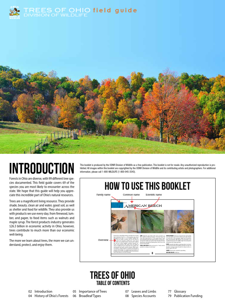 Pub 5509 Trees of Ohio Field Guide | PDF | Oak | Trees