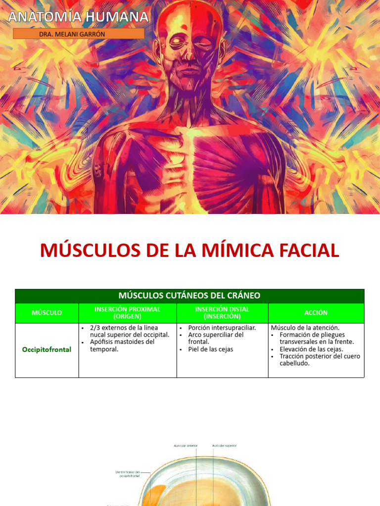 Musculos de La Mimica Facial | PDF | Rasgos faciales | Sistema musculoesquelético