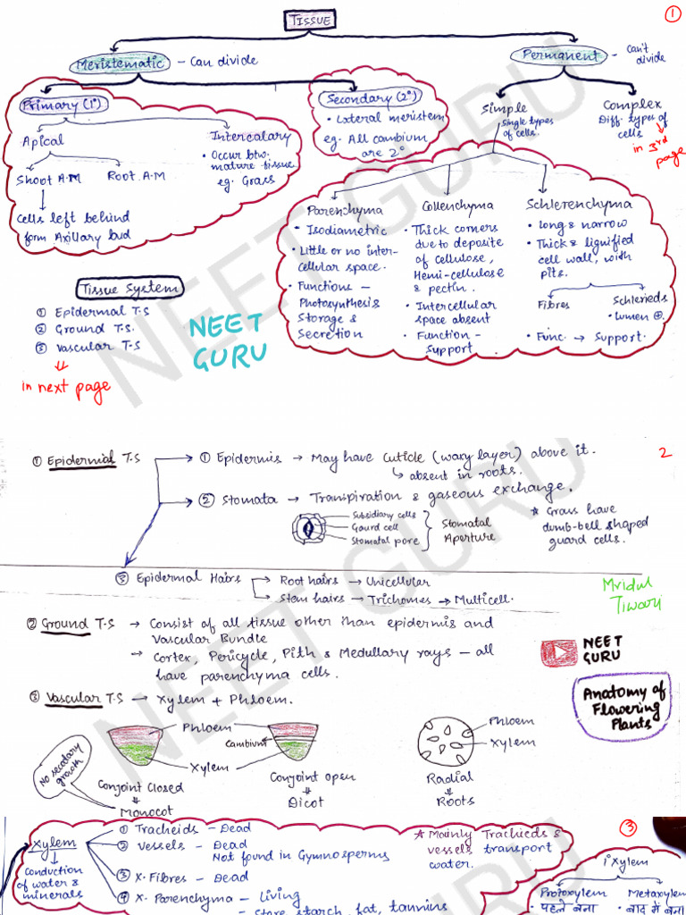 Chap 6 Anatomy of Flowering Plants | PDF | Botany | Anatomy